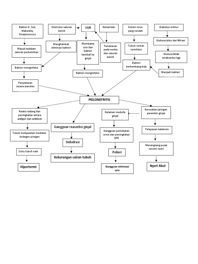 Pathway Pielonefritis | PDF