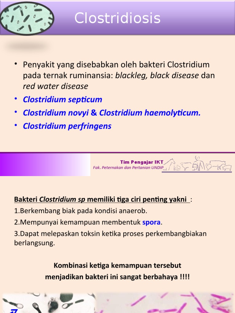 04 Clostridiosis | PDF