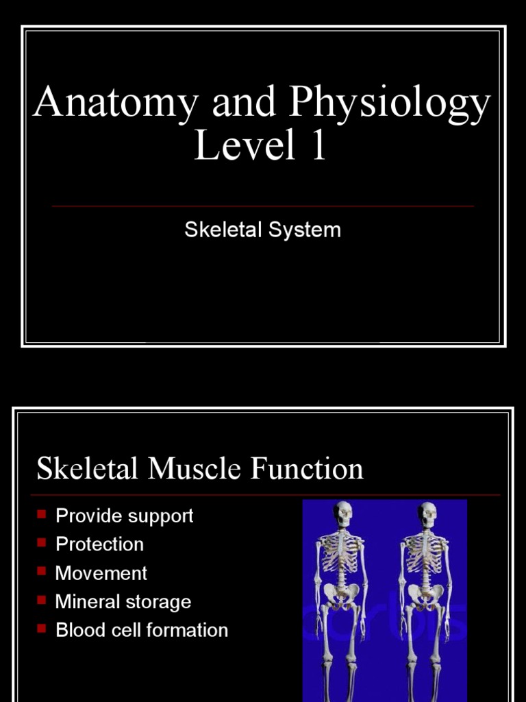 Anatomy & Physiology - Skeletal System | PDF