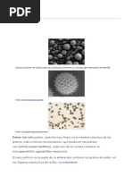 3 El Grano de Polen - Morfología, Estructura y Diversidad | PDF | Polen ...