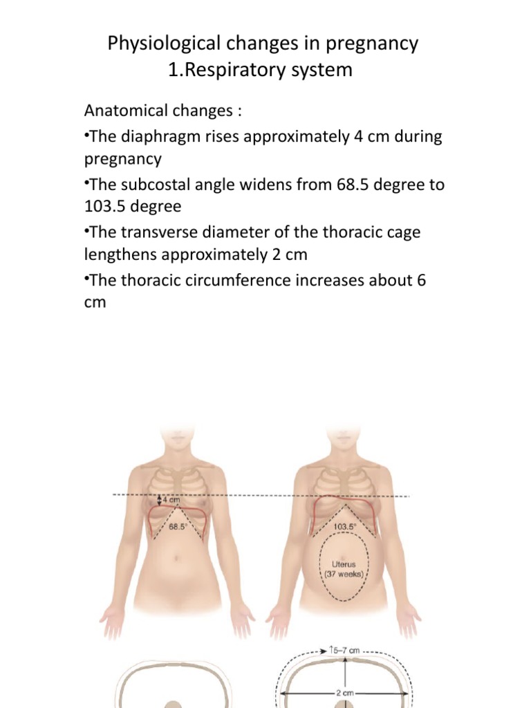 Physiological Changes in Pregnancy Presentation | PDF | Respiratory System | Pulmonology