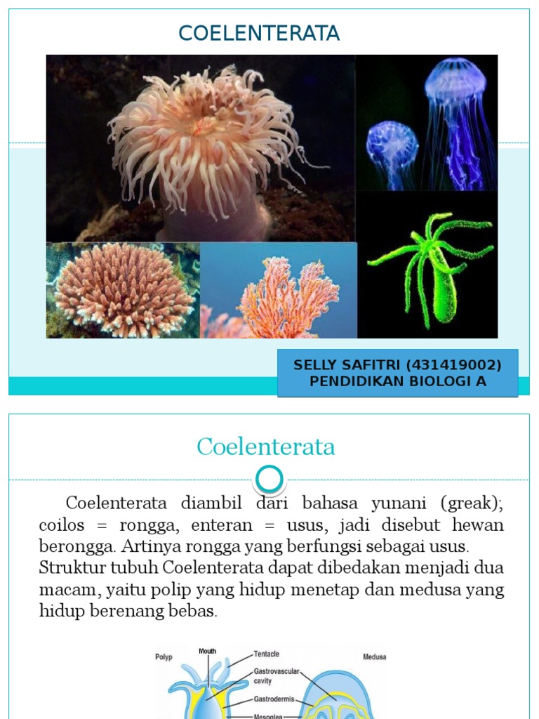 Coelenterata | PDF