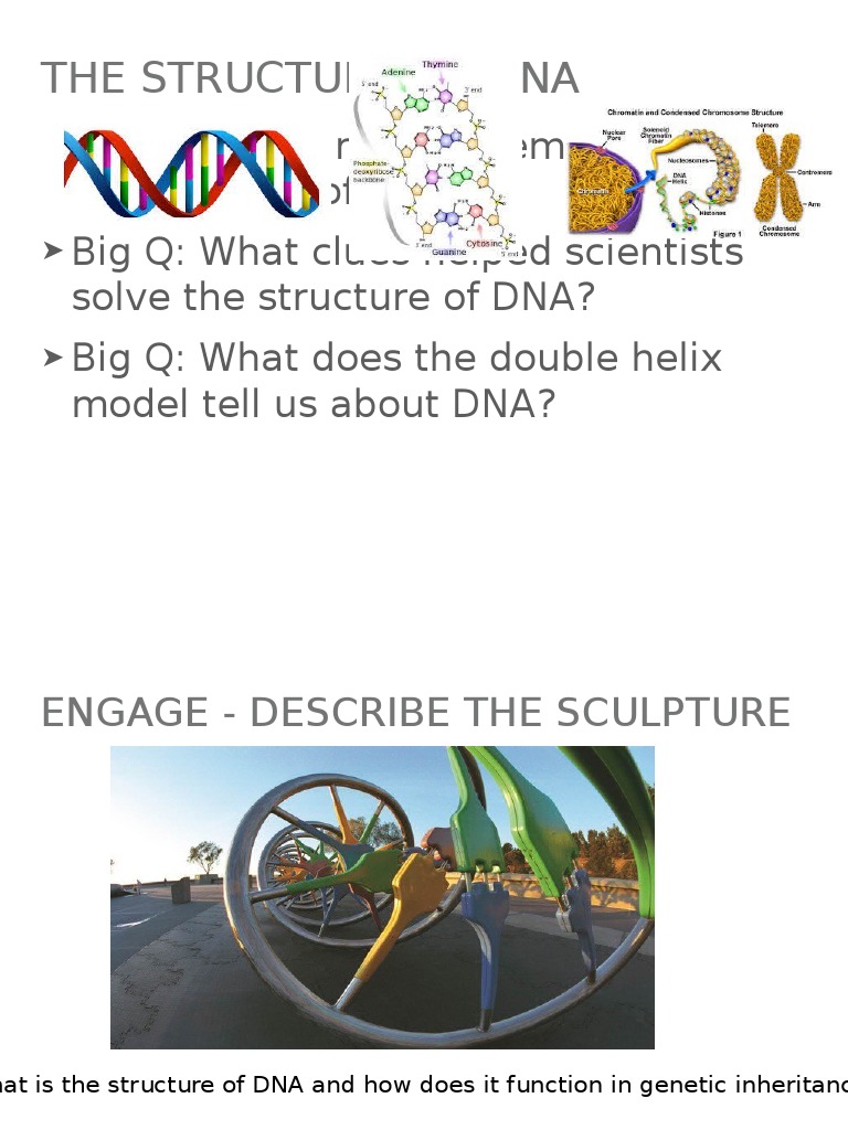 NGSS - Structure of DNA 2 | PDF | Dna | Nucleotides