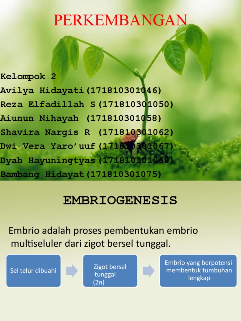 Proses Embriogenesis Tumbuhan Angiospermae | PDF