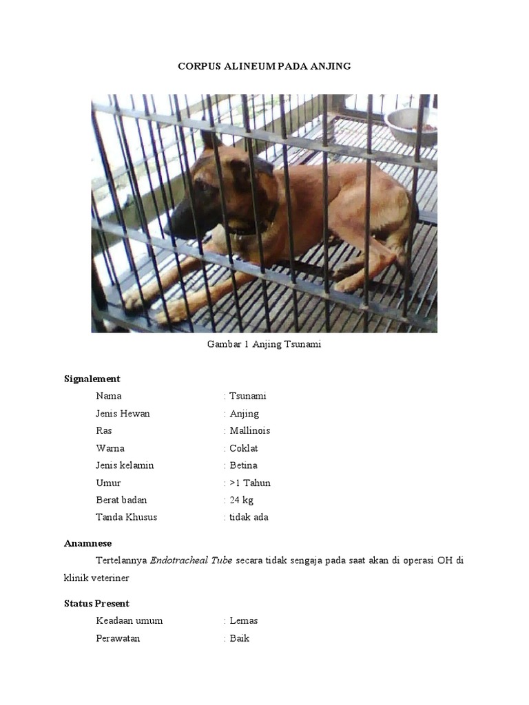Pengambilan Corpus Alineum Pada Anjing | PDF