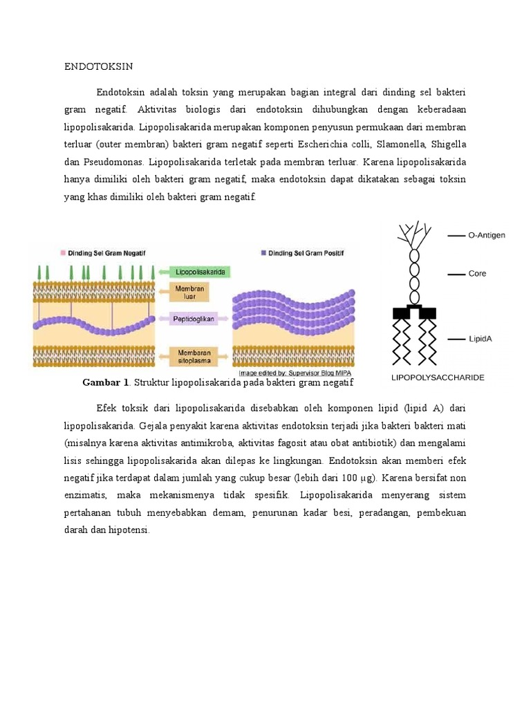 Endotoksin 2 | PDF
