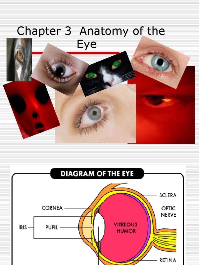 937 Anatomy of The Eye | PDF