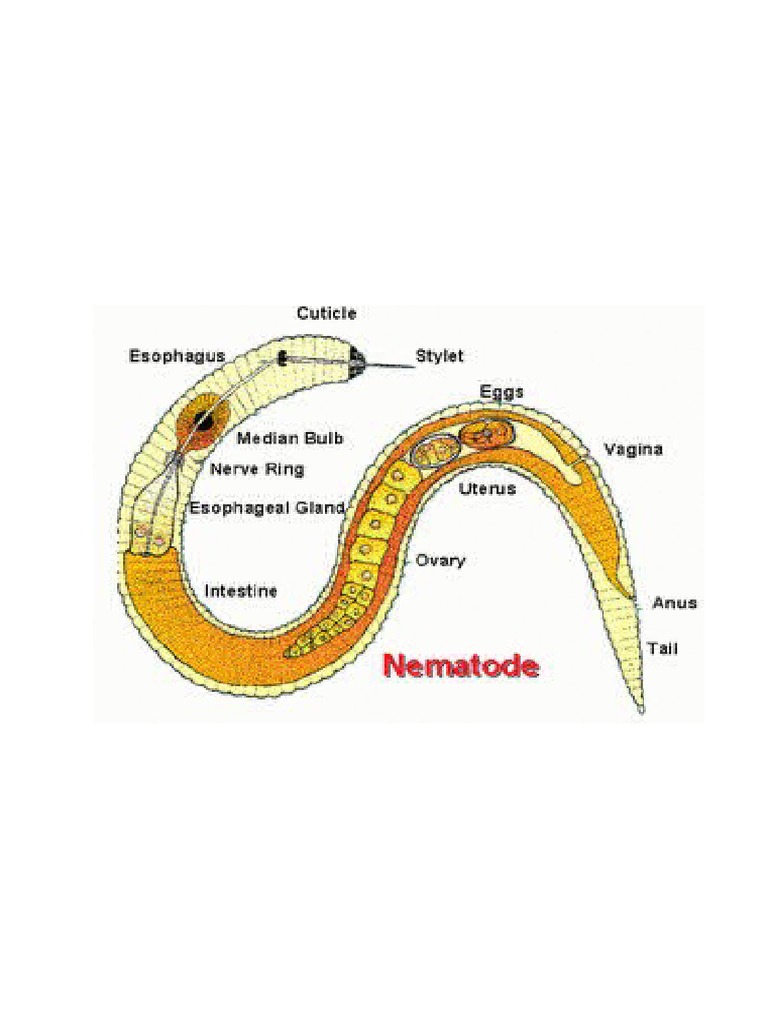 Gambar Nematoda | PDF