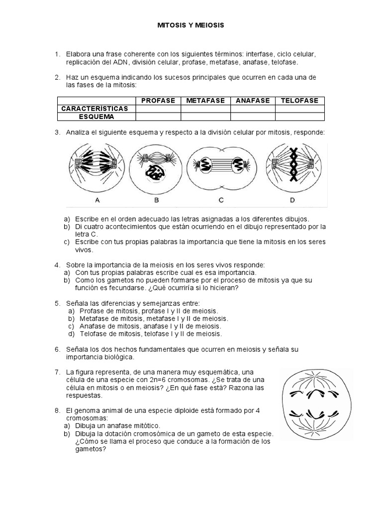 MITOSIS y MEIOSIS Taller | PDF | Mitosis | Mitosis