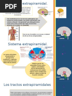 Tracto Rubroespinal | PDF | Cerebro | Neuroanatomía