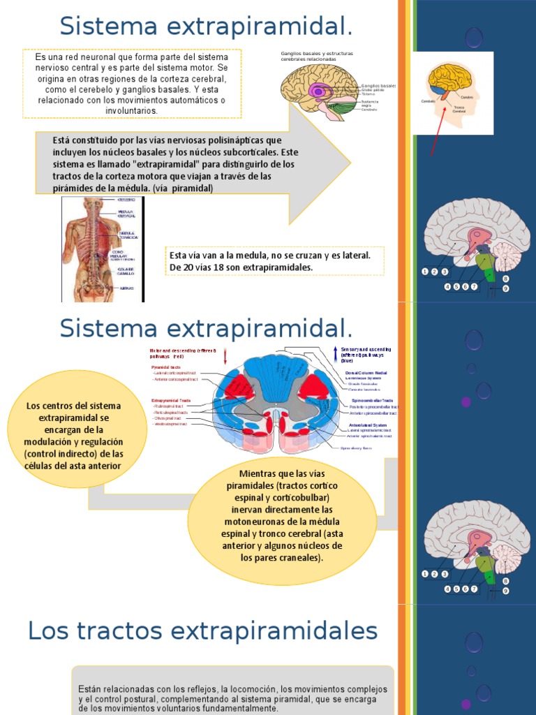 Via Extrapiramidal | PDF | Ganglios basales | Cerebelo