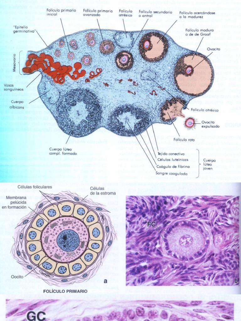 Representacion Esquematica y Microfotografias de La Estructura ...