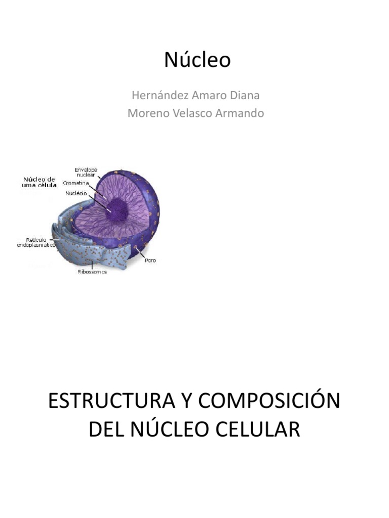 Estructura y Composicion Del Nucleo Celular Biologia | PDF | Nucleo ...