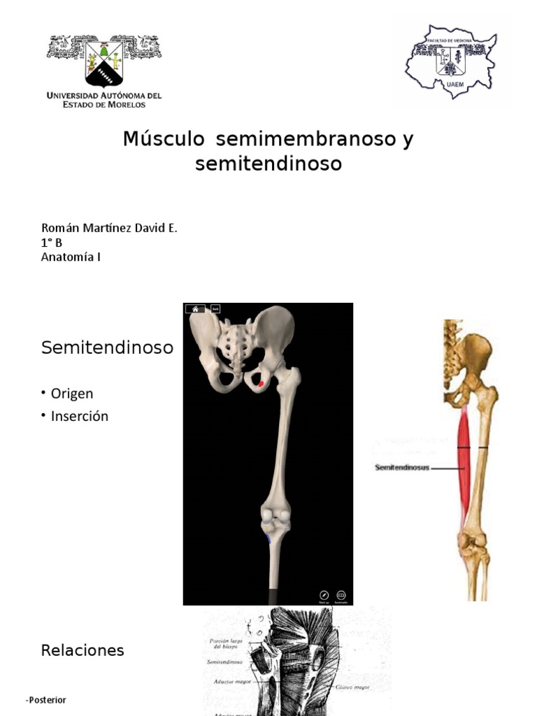 Músculo Semimembranoso y Semitendinoso | PDF