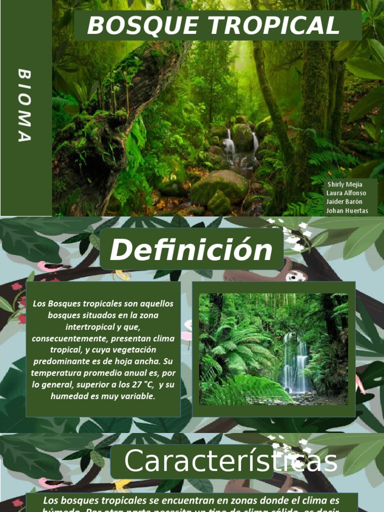 Bosque Tropicaltrgrr | PDF | Selva | Zona tropical