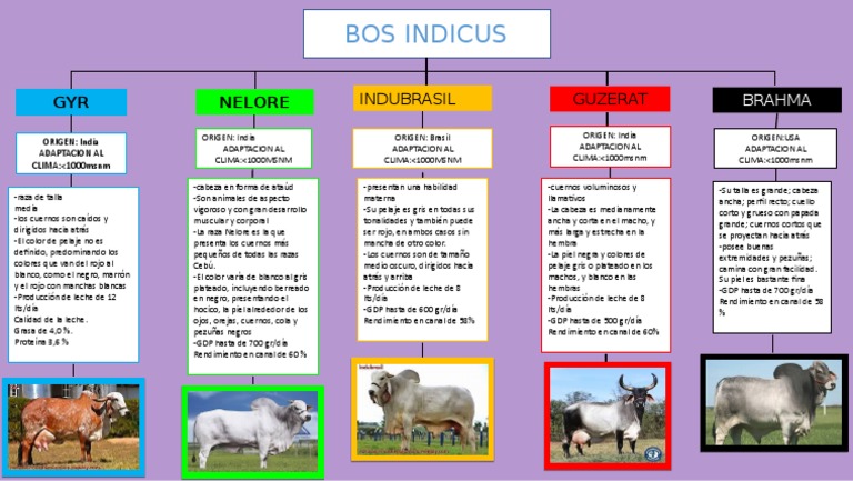 Bos Indicus | PDF | Naturaleza