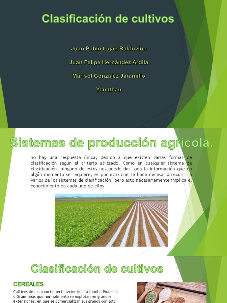 Clasificación de Cultivos | PDF | Cereales | Tomate