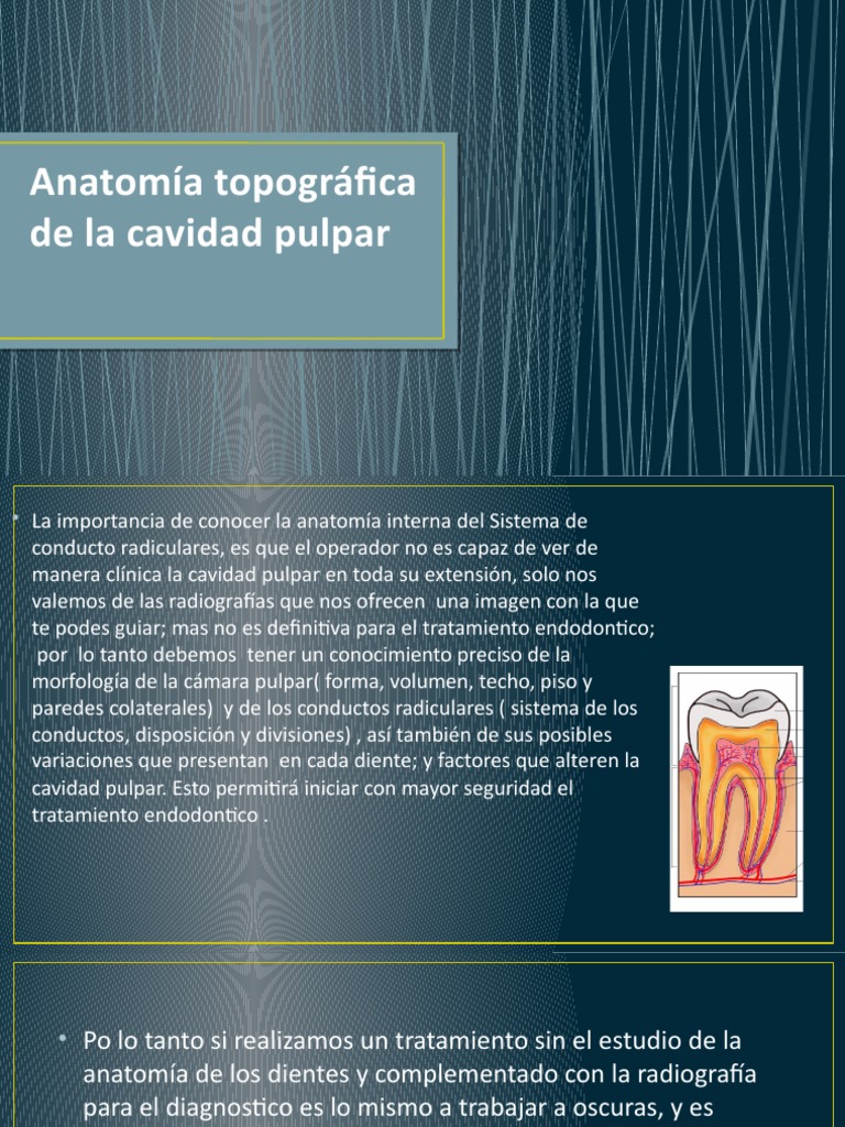 Morfología de la Cámara Pulpar | PDF | Anatomia dental | Boca
