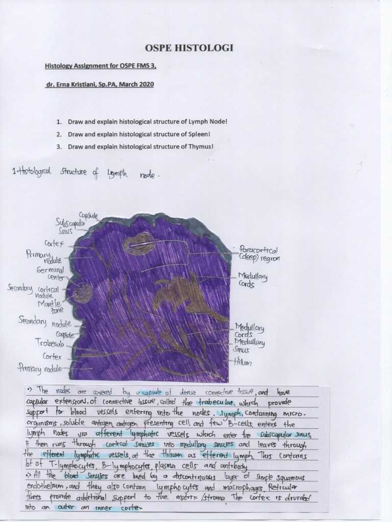 OSPE HISTOLOGI FMS 3 - Rinaldo Ginting - 01071190210 PDF | PDF