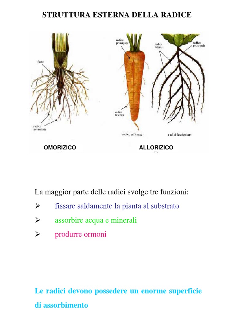 Radice Dicotiledone