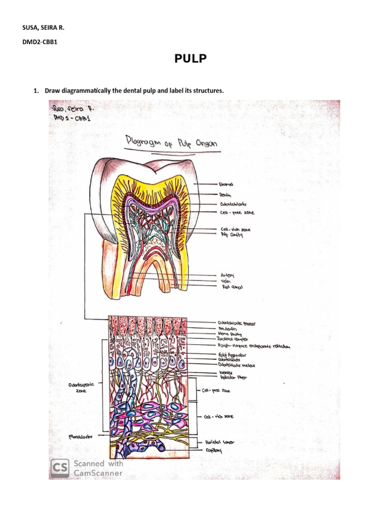 Dental Pulp - Structures | PDF | Blood Vessel | Capillary