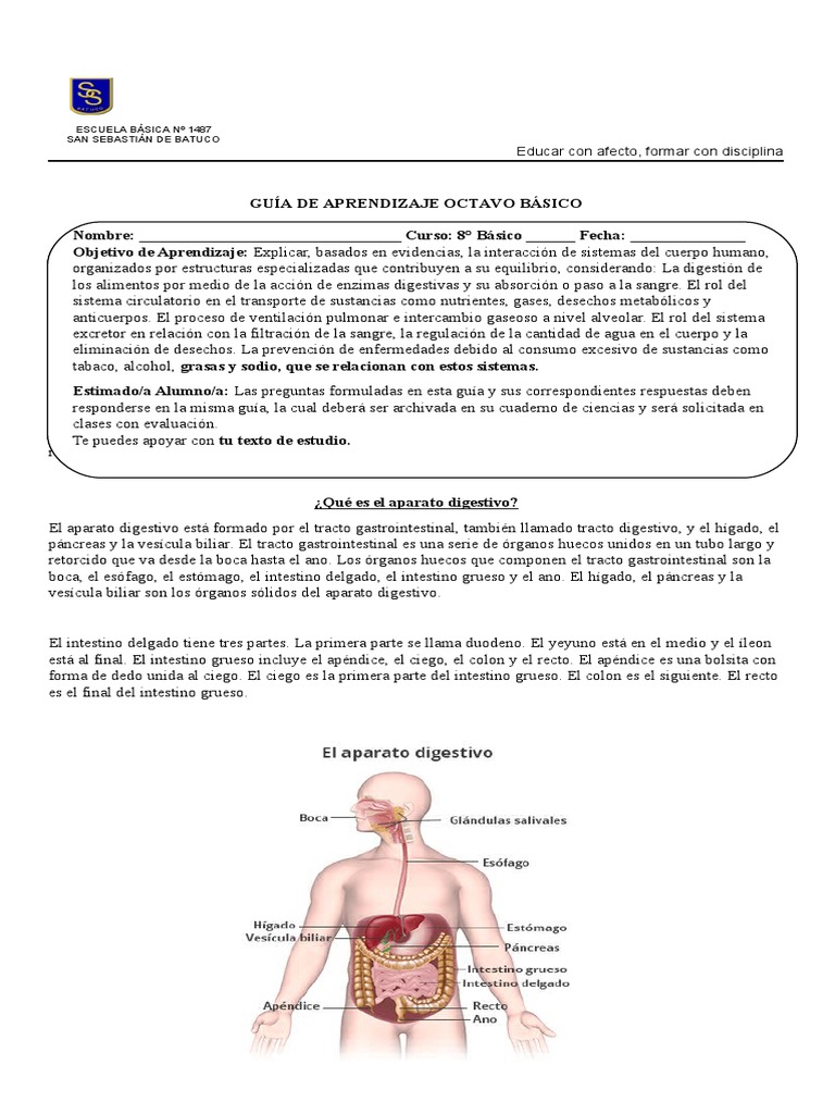 Guia Sistema Digestivo 8vo Básico | PDF | Sistema digestivo humano ... Guia Sistema Digestivo 8vo Básico | PDF | Sistema digestivo humano ...