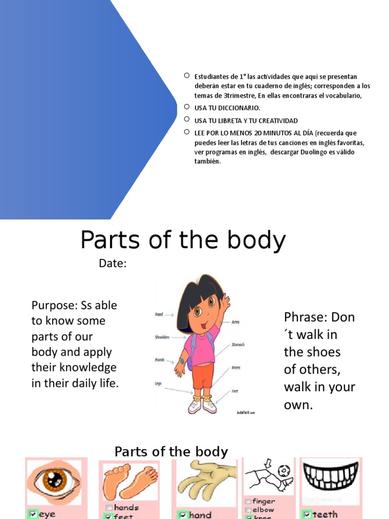 Actividades sobre partes del cuerpo | PDF