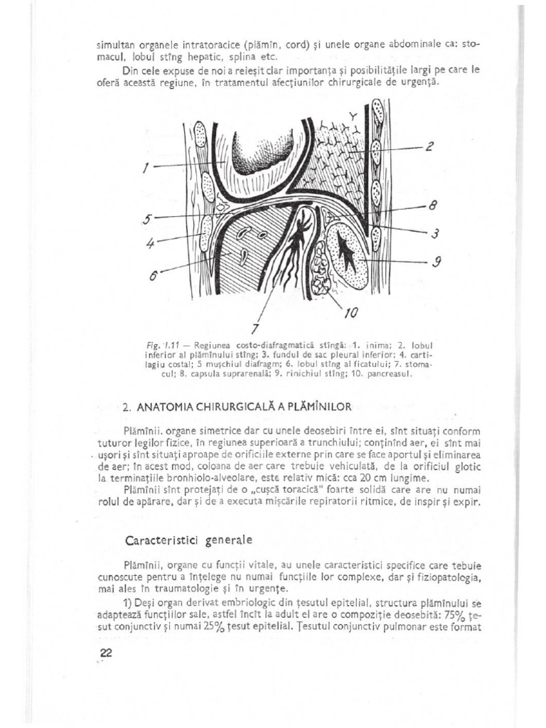 Anatomia Plamanilor PDF | PDF