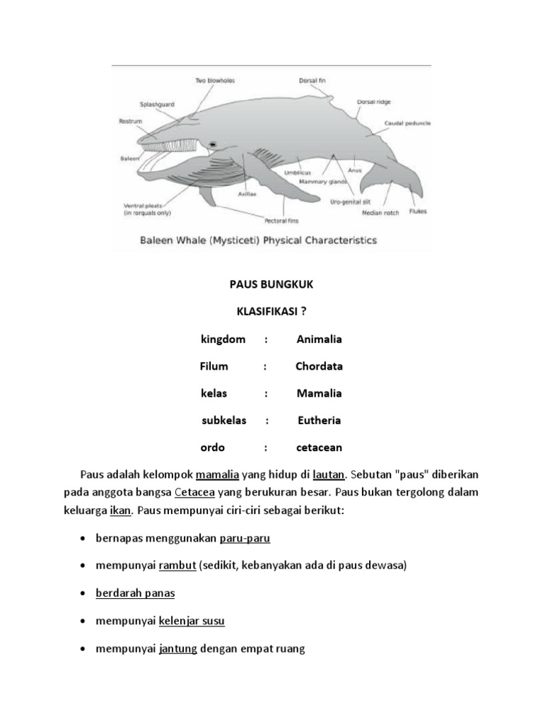 Paus | PDF | Sains & Matematika