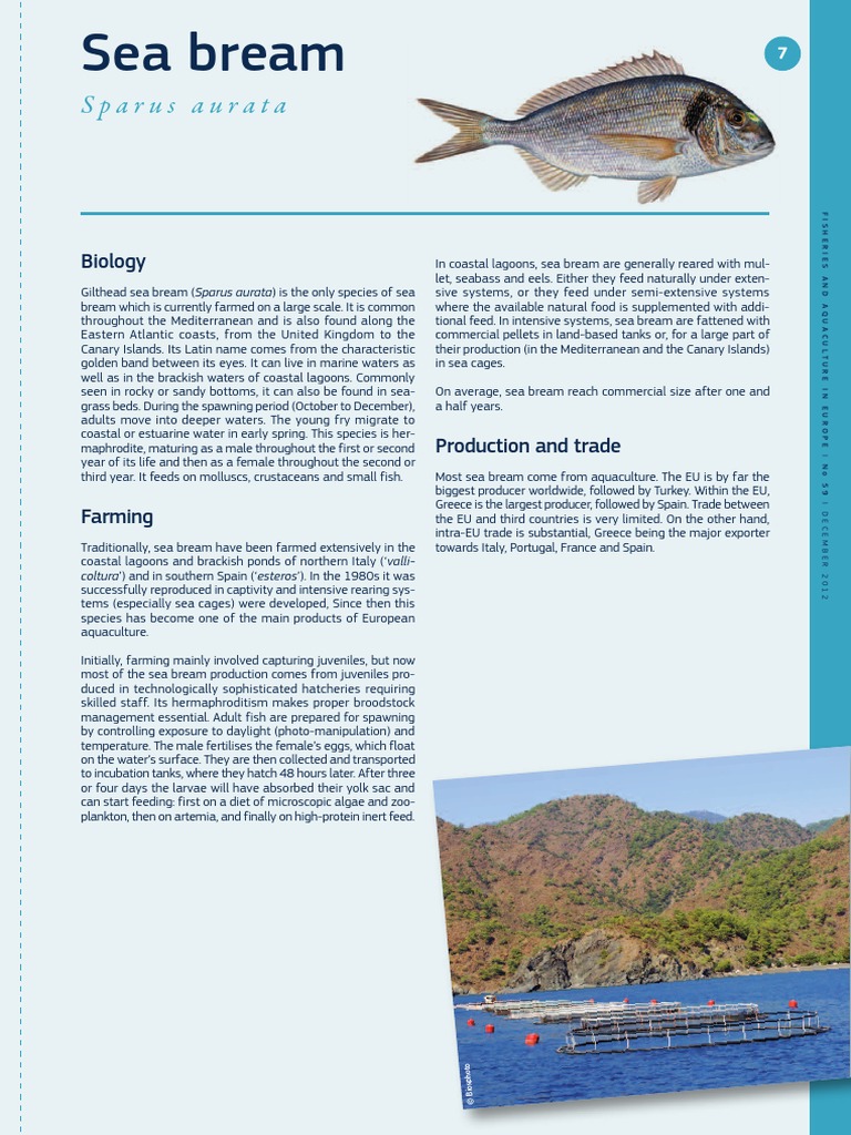 Sea-Bream en | PDF | Sea | Fish
