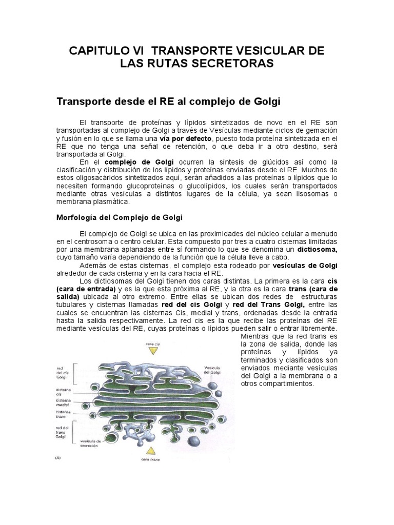Transporte Vesicular en la Vía Secretora | PDF | Lisosoma | Membrana ...