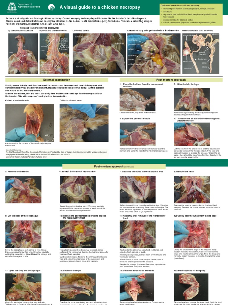 A Visual Guide To A Chicken Necropsy | PDF | Thorax | Gastrointestinal ...