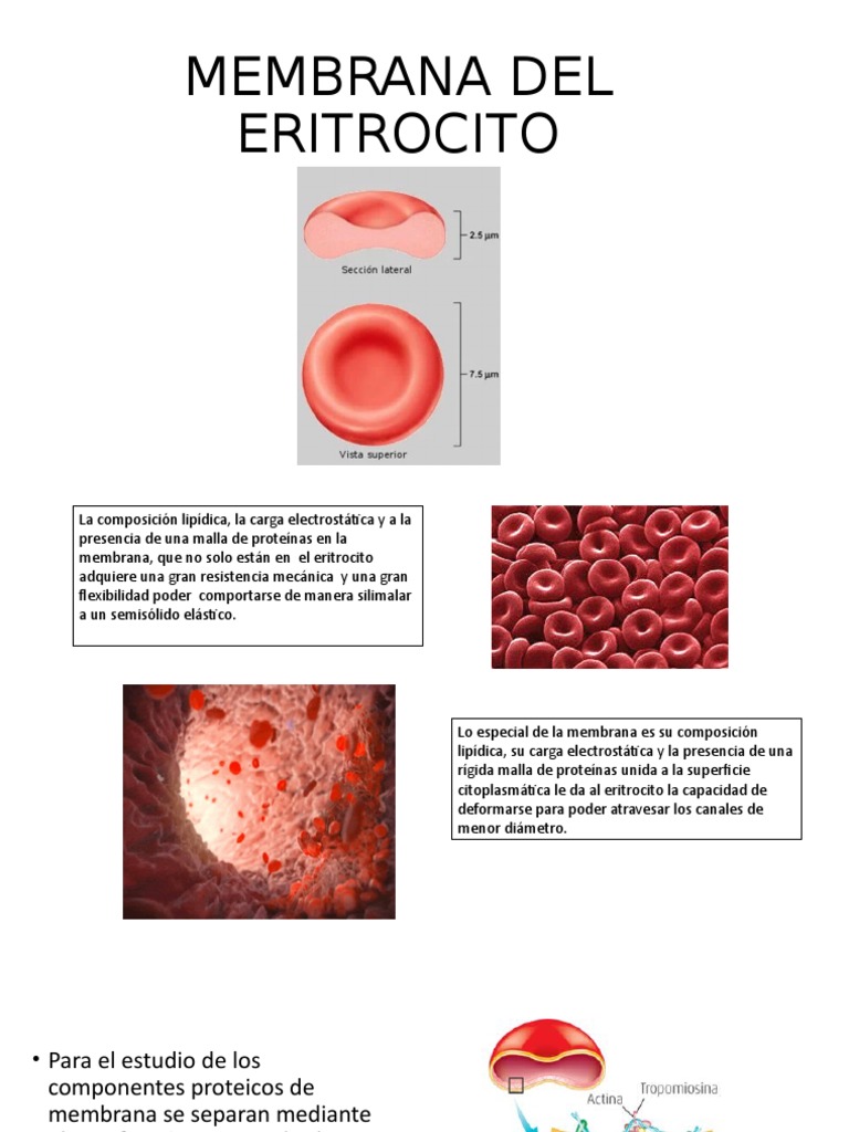 Membrana Del Eritrocito | PDF | Glóbulo rojo | Enzima