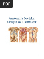Ispitna Pitanja Iz Anatomije Odgovori | PDF