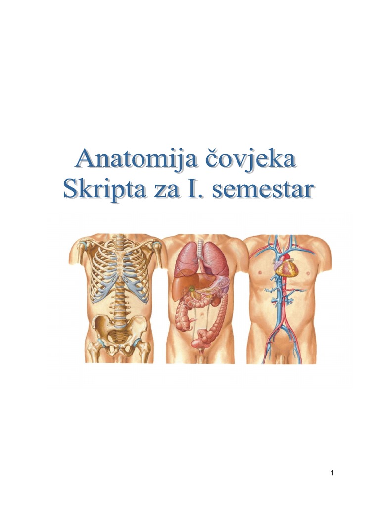 Anatomija Čovjeka - Skripta Za I. Semestar PDF | PDF