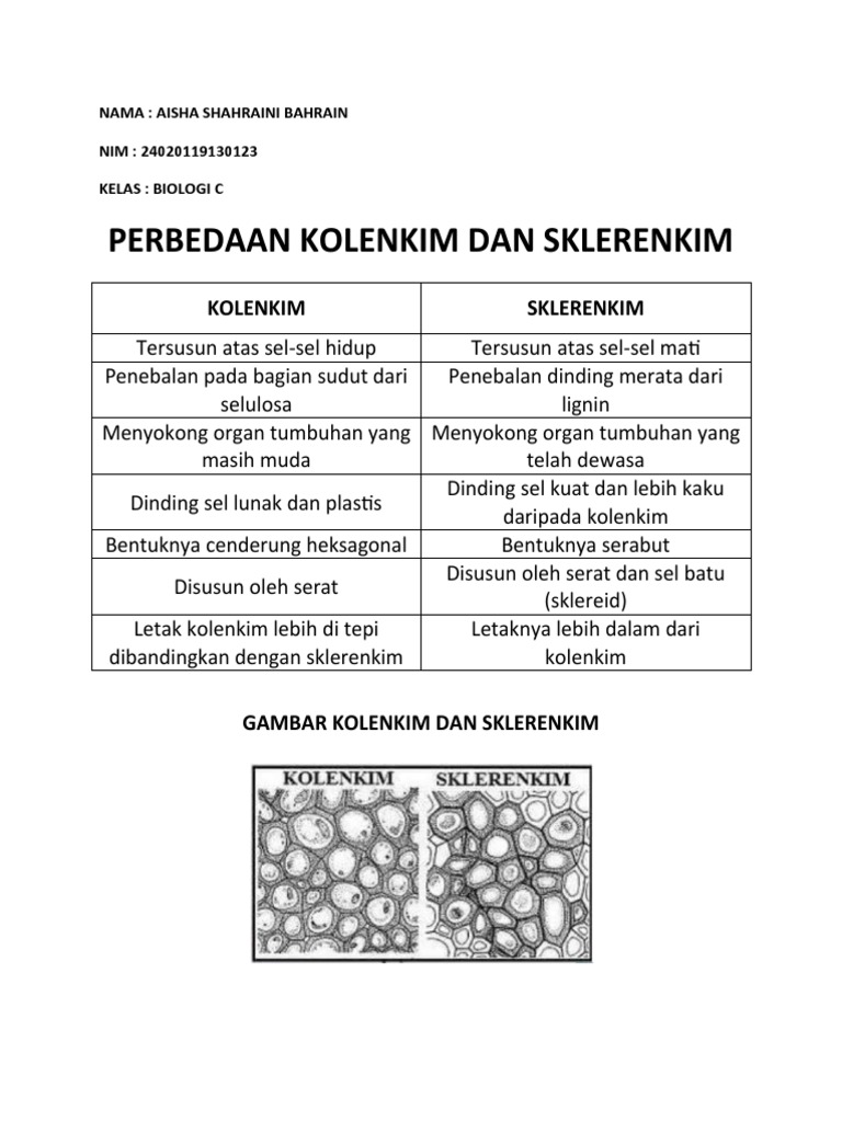 Perbedaan Kolenkim dan Sklerenkim | PDF