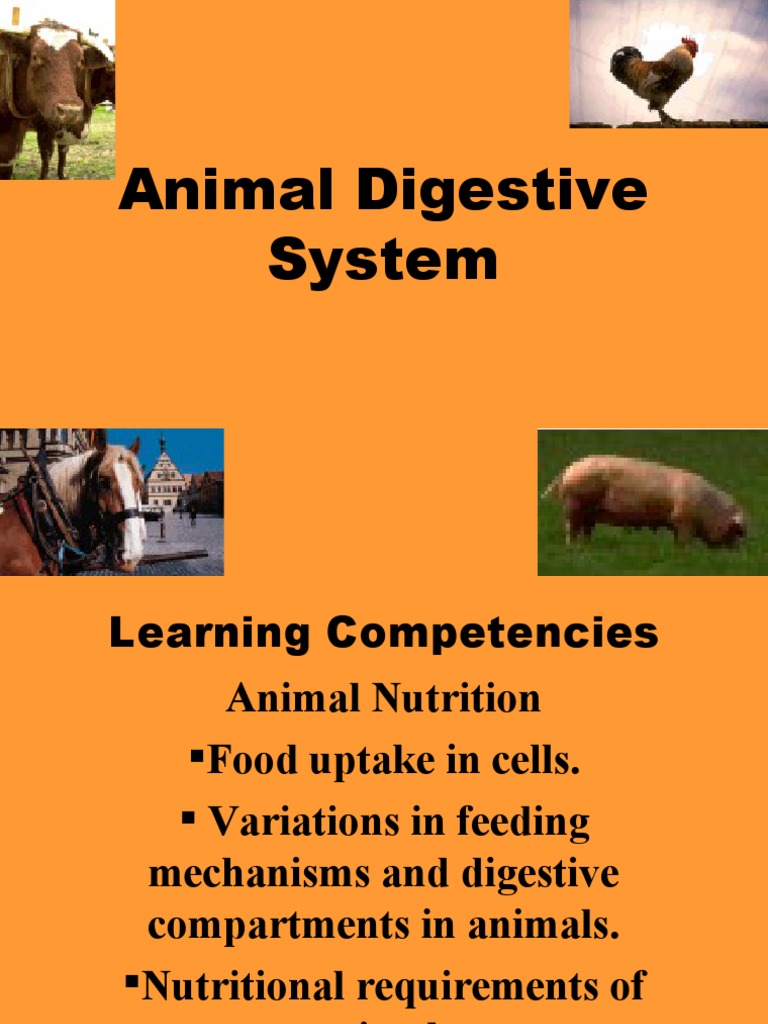 Animal Digestive Systems Explained | PDF | Human Digestive System ...