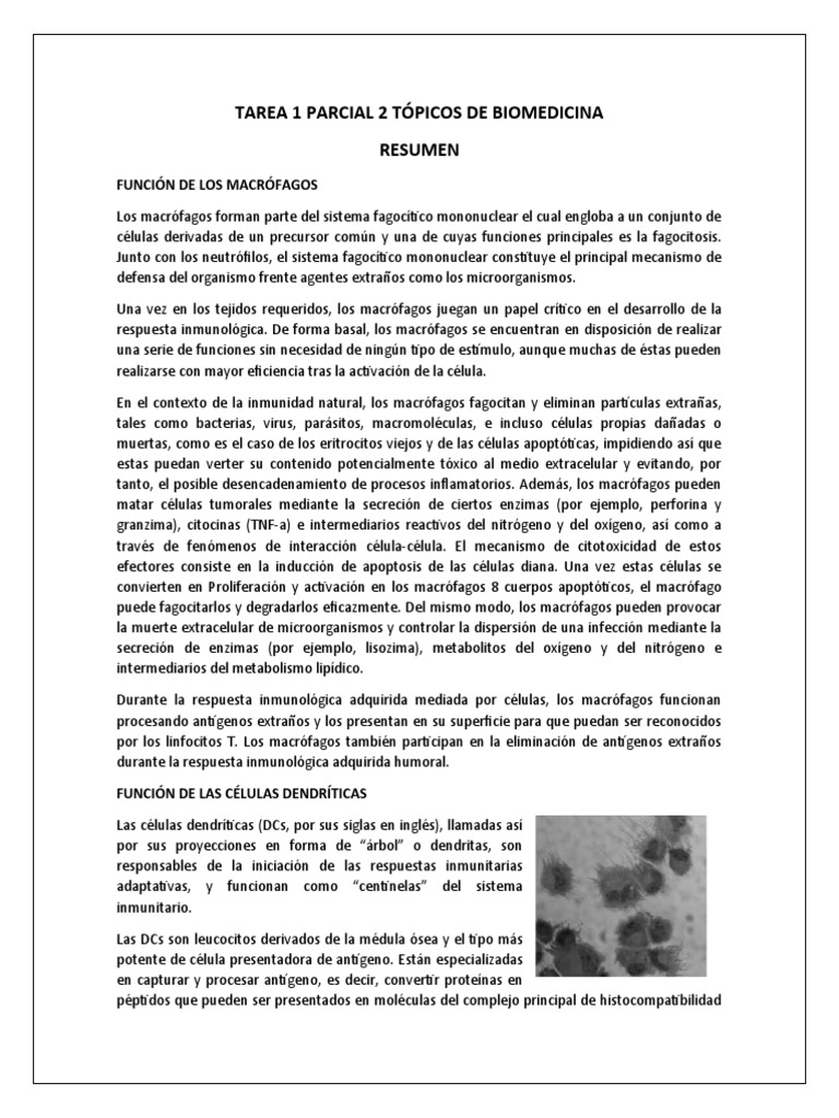 Función de Los Macrófagos | PDF | Sistema inmune | Antígeno