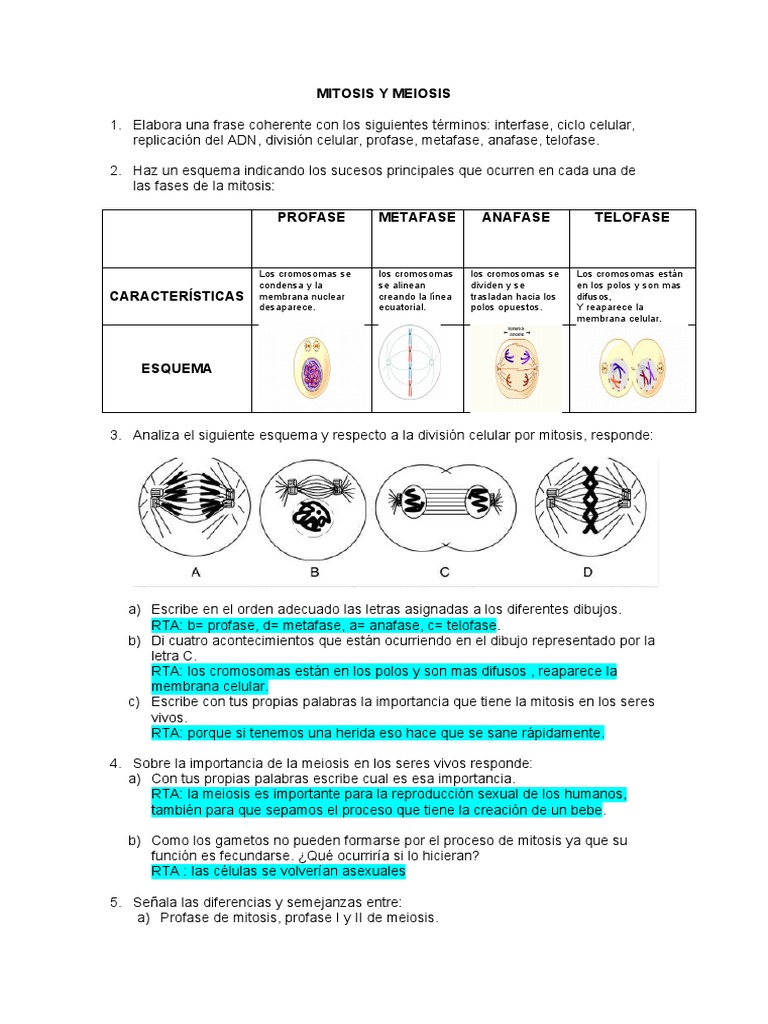 Hoja De Trabajo Sobre Mitosis Y Meiosis: Clave De Respuestas