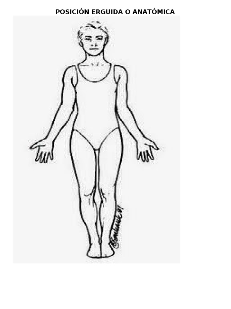 Posición Erguida o Anatómica | PDF