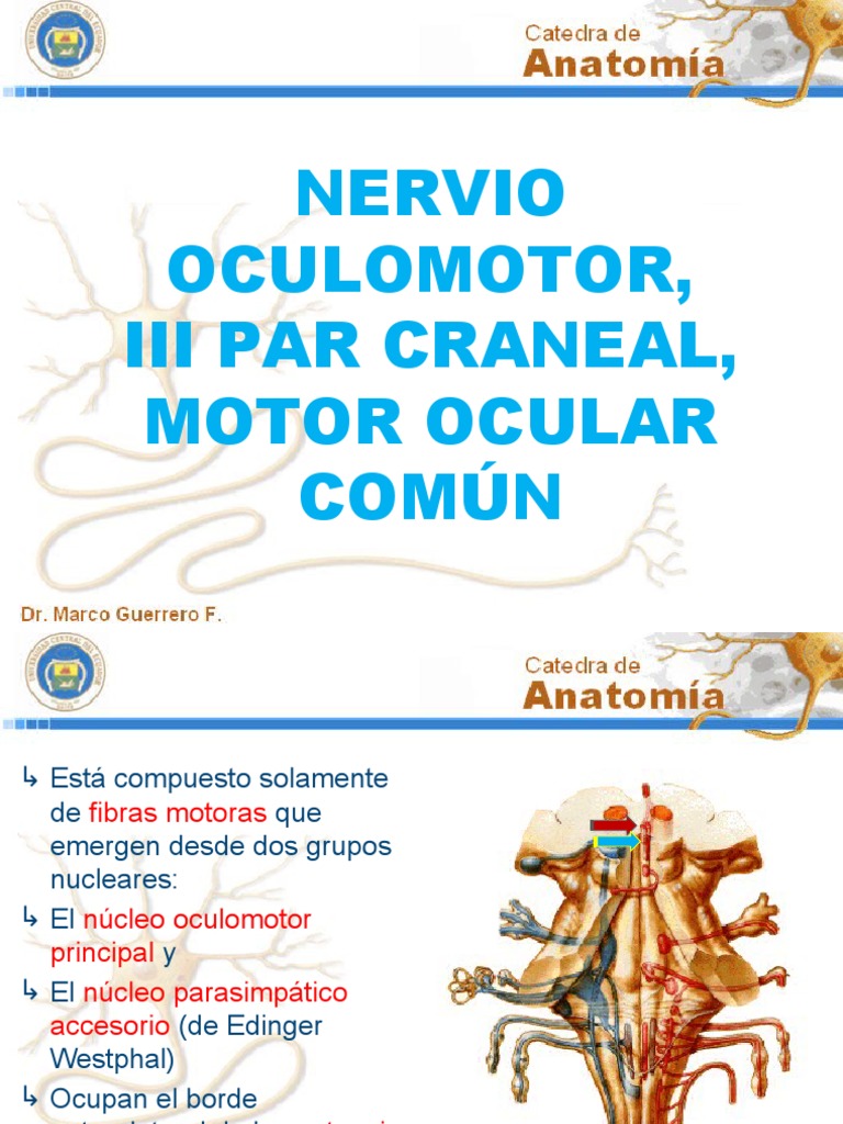 Función del Nervio Oculomotor | PDF | Cabeza y cuello humanos | Sistema ...
