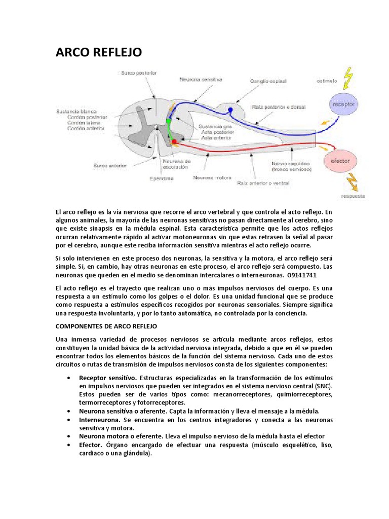 Arco Reflejo y 1 y 2 Motoneurona | Descargar gratis PDF | Sistema ...