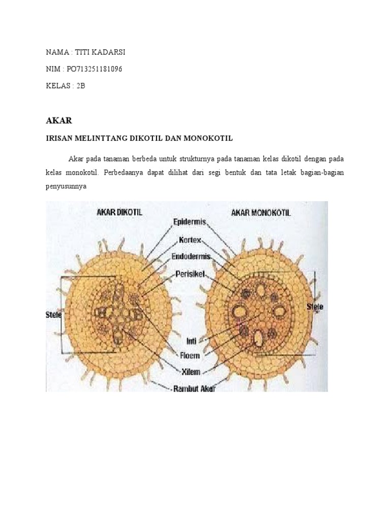 Perbedaan Akar Dikotil dan Monokotil | PDF