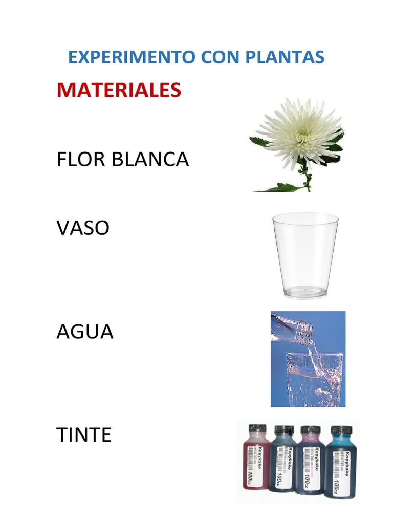 Experimento Con Plantas | PDF | Ciencia y matemáticas