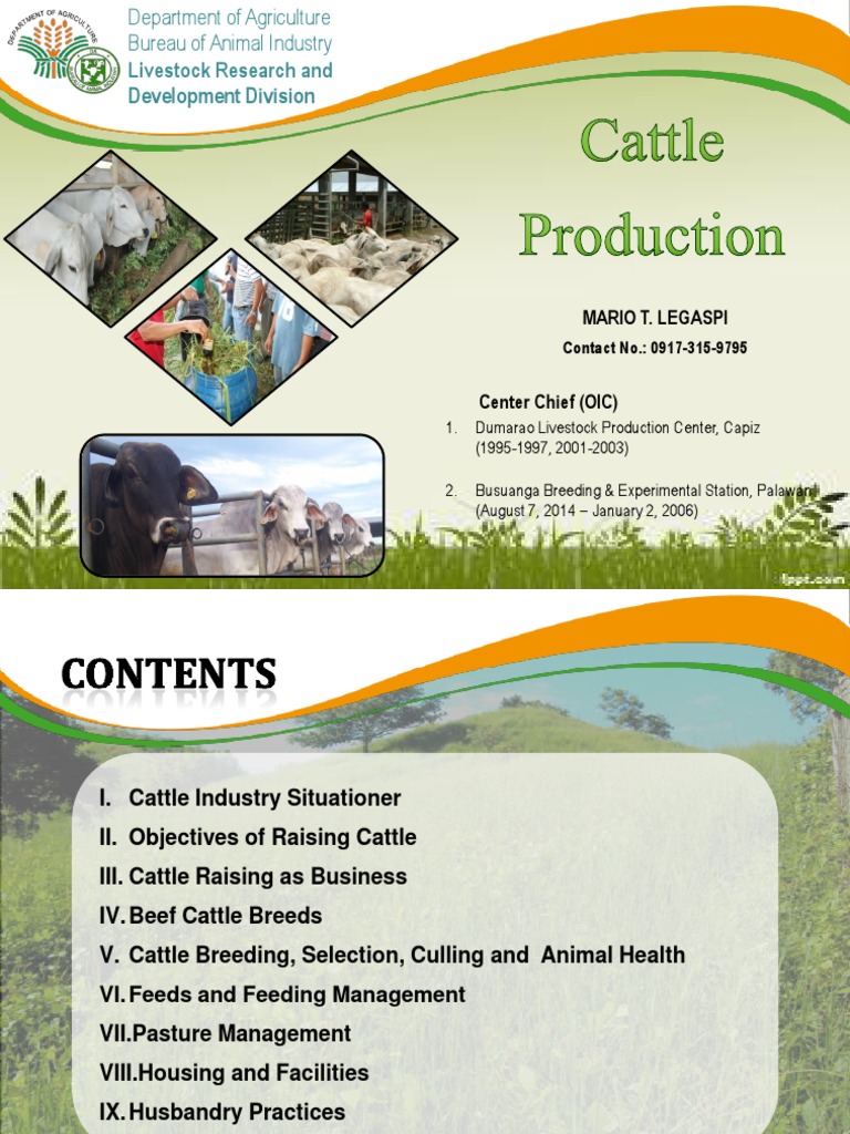 Cattle Production and Management | Download Free PDF | Dairy Cattle ...