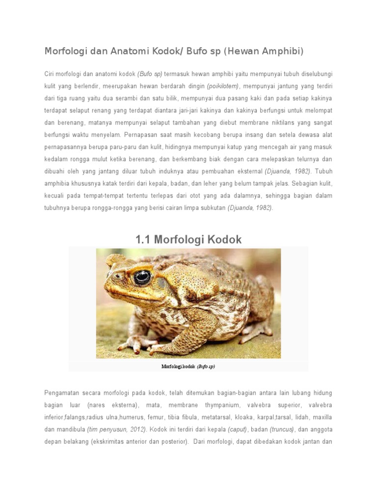Morfologi Dan Anatomi Kodok | PDF