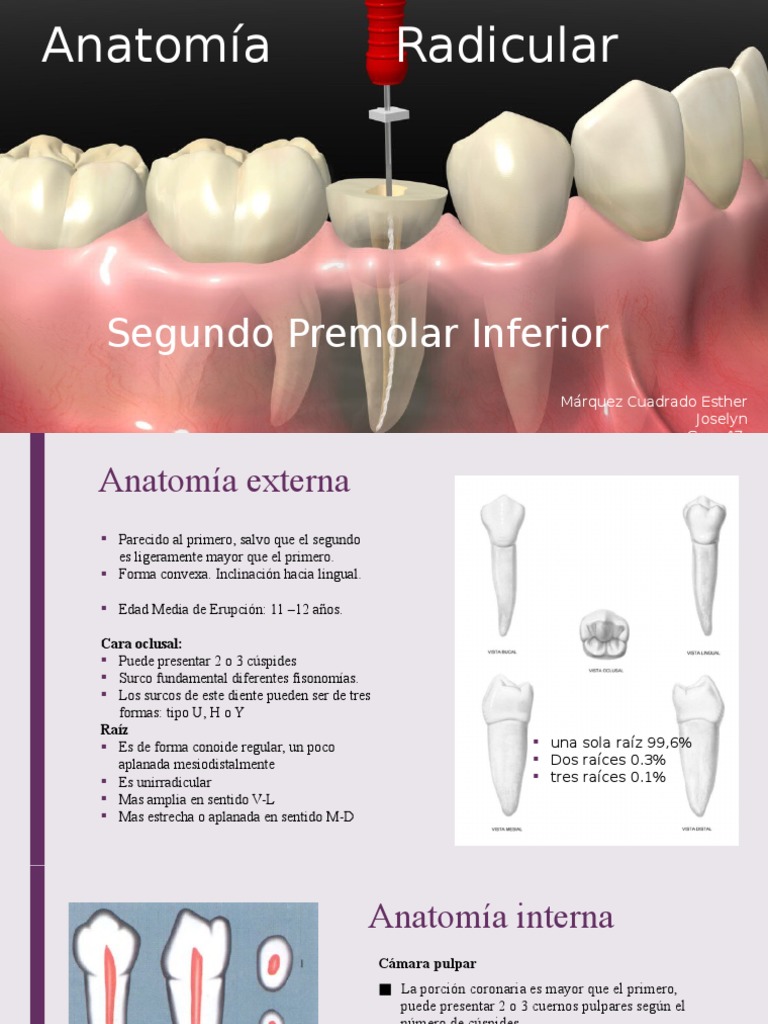Anatomía radicular del segundo premolar inferior | PDF