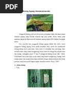 Hama Penyakit Tanaman Terong | PDF