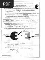 Enzyme Worksheet Answer Key | PDF | Chemical Reactions | Active Site