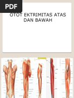 Anatomi Tulang dan Otot Trunk | PDF | Kajian Bahasa Asing